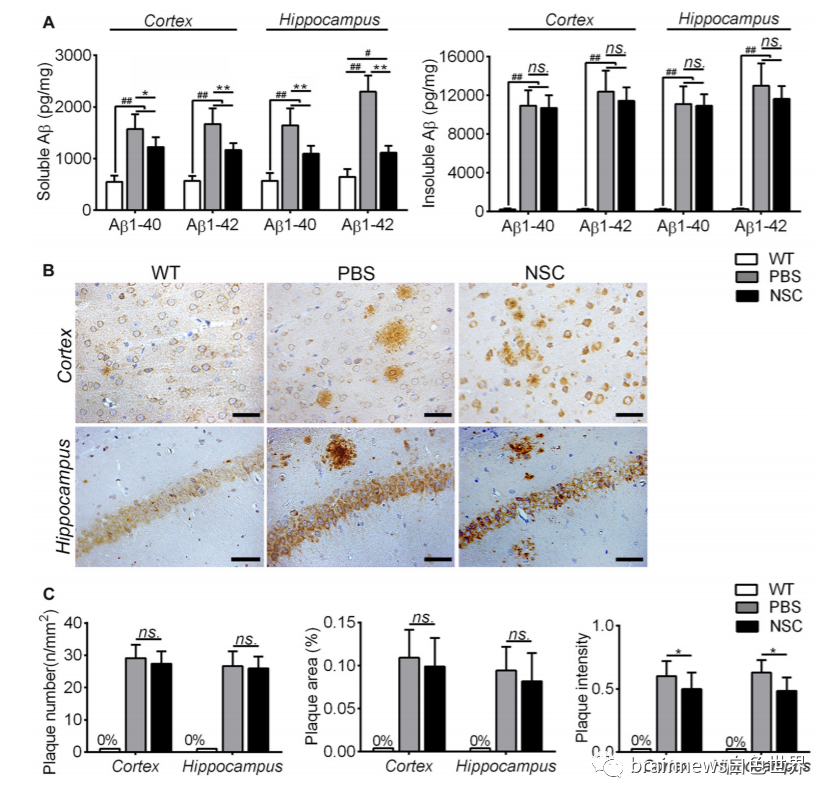Front.Aging Neurosci：人类神经干细胞移植可改善AD认知缺陷-LingLab